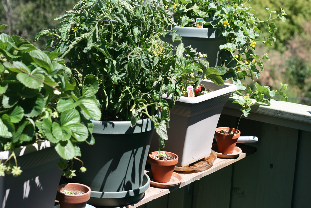 Crops in Pots: Choosing Your Containers