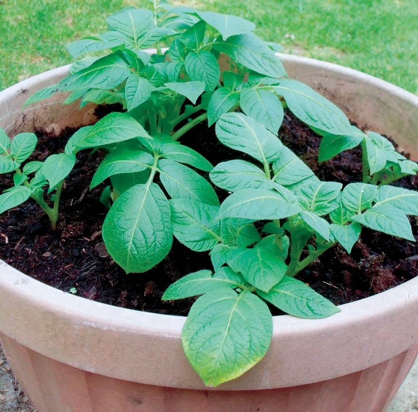 Crops in Pots: How to Grow Veg in Containers