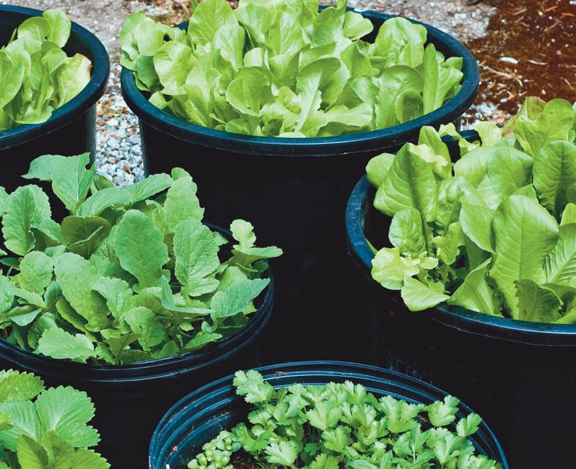 Crops in Pots: How to Grow Veg in Containers