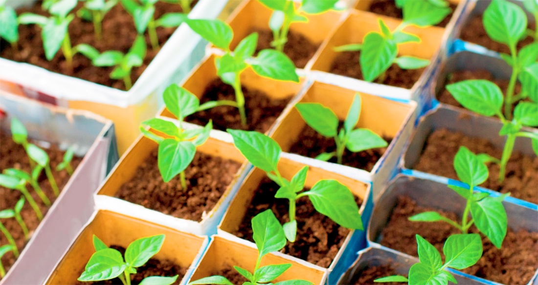 Crops in Pots: How to Grow Veg in Containers