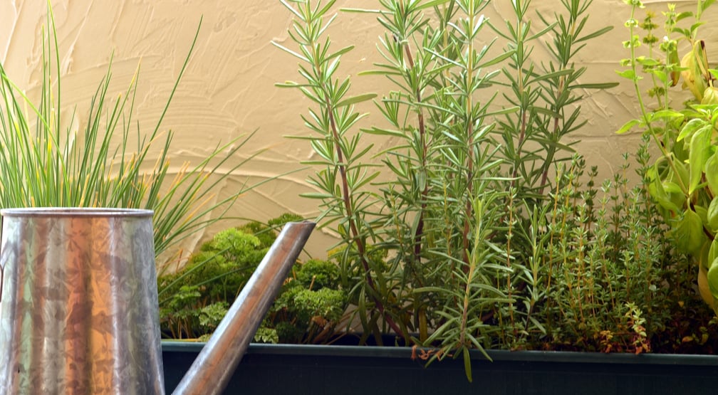 Smallholdings: What are they and where can they lead?